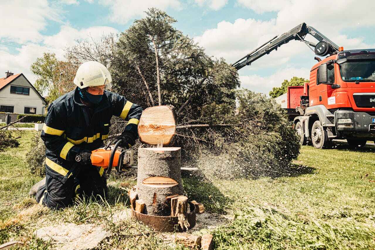 Affordable Tree Services in Tavares, FL | Call (815) 215-1984